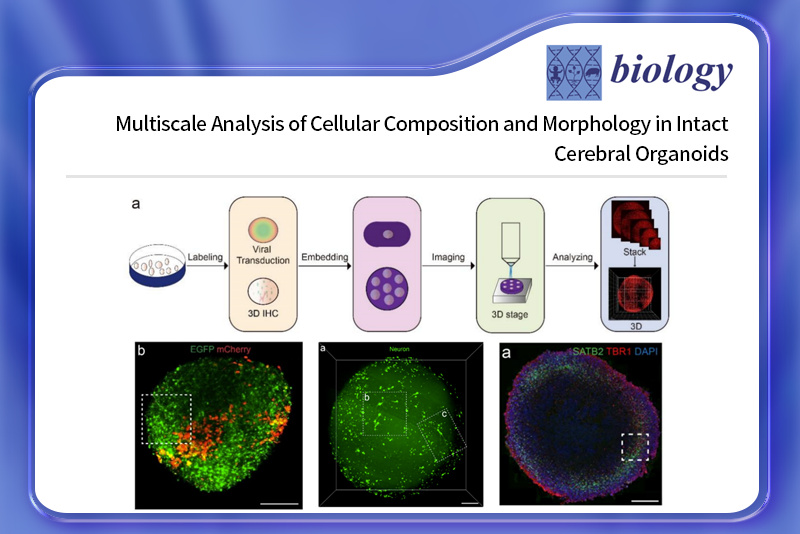 进展汇编：近期应用国产成像技术fMOST的14篇重要学术成果__财经头条