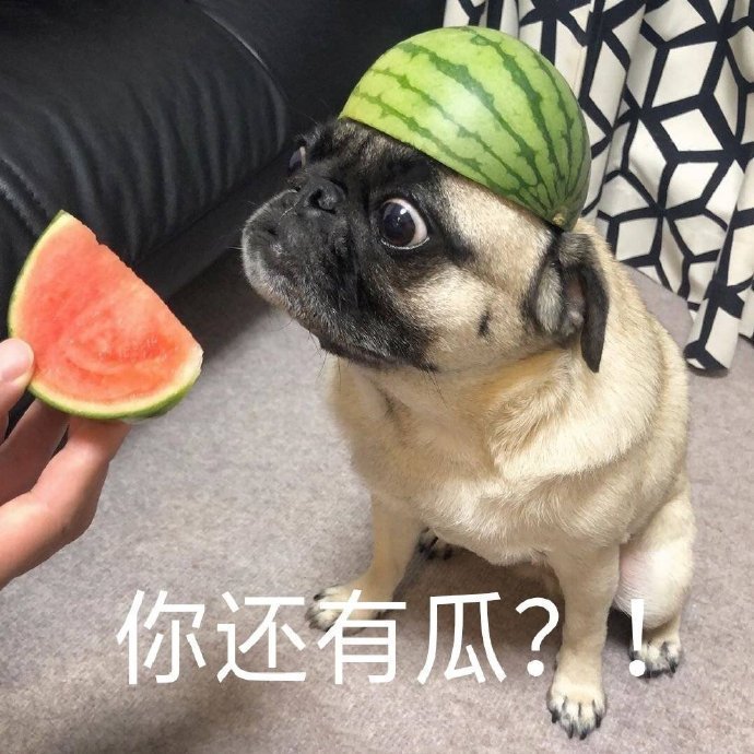 今日份可爱表情包合集，下午好