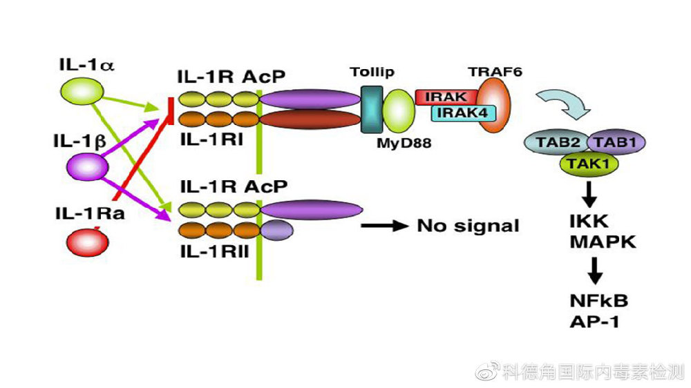 关于IL-1α的核定位、膜L-1α及作用的介绍|细胞|自分泌|细胞核_新浪新闻