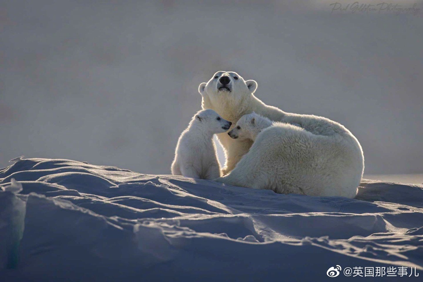 野生动物摄影师Paul Goldstein拍到的北极熊一家……__财经头条