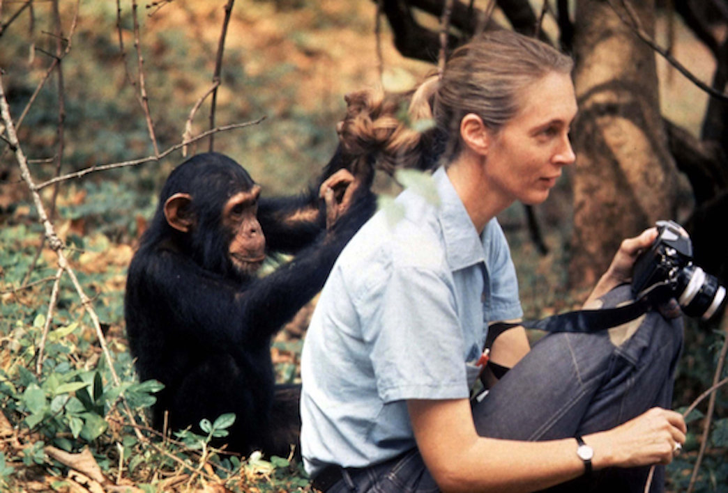 Jane Goodall 是全世界声誉最高的女性动物学家、地球上最懂黑猩猩的