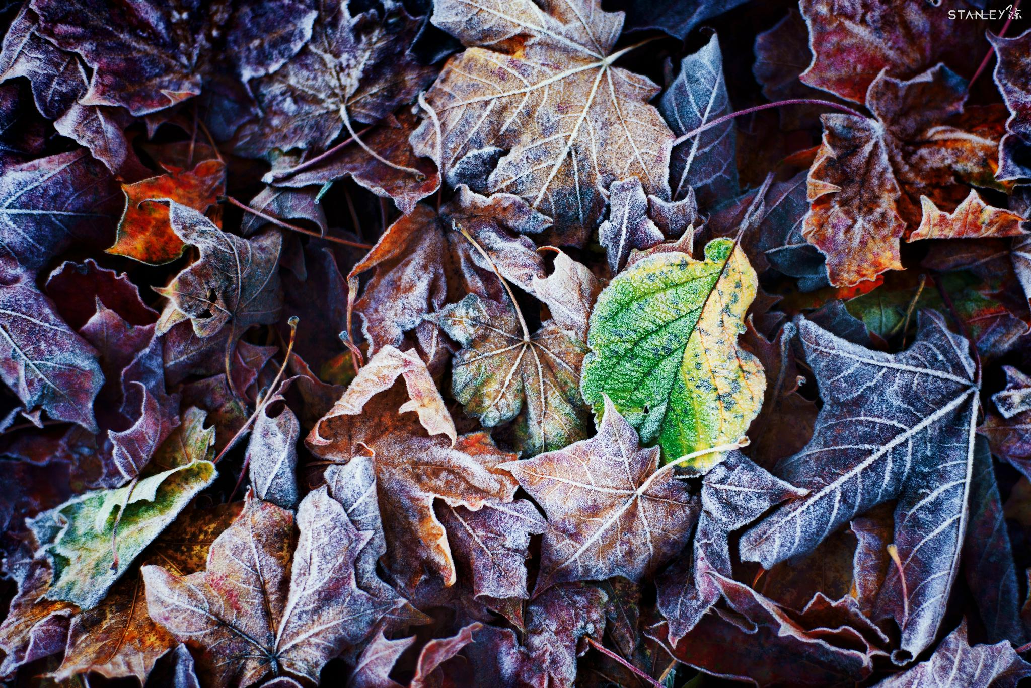 Ruska，秋天的别名。 献给生活过的北欧城市乌普萨拉……__财经头条