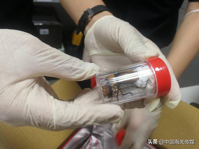 虫虫大军，休得进境|锹形虫|海关|活体_新浪新闻