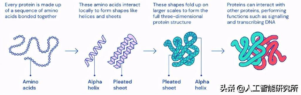 AlphaFold：使用AI进行科学发现 蛋白质组成预测