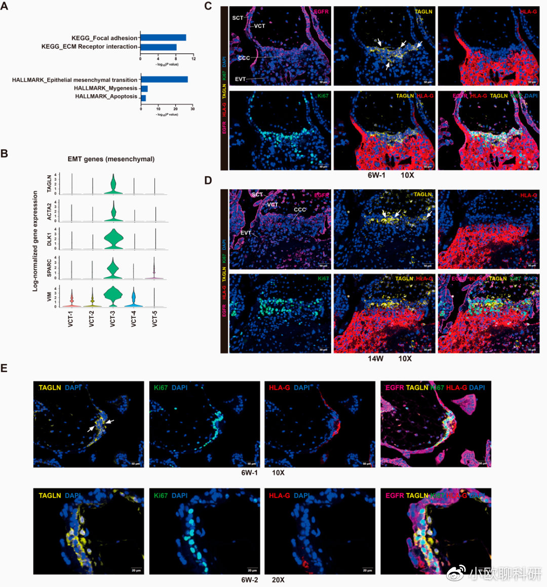 单细胞测序揭示人胎盘内皮细胞及滋养细胞的异质性和分化