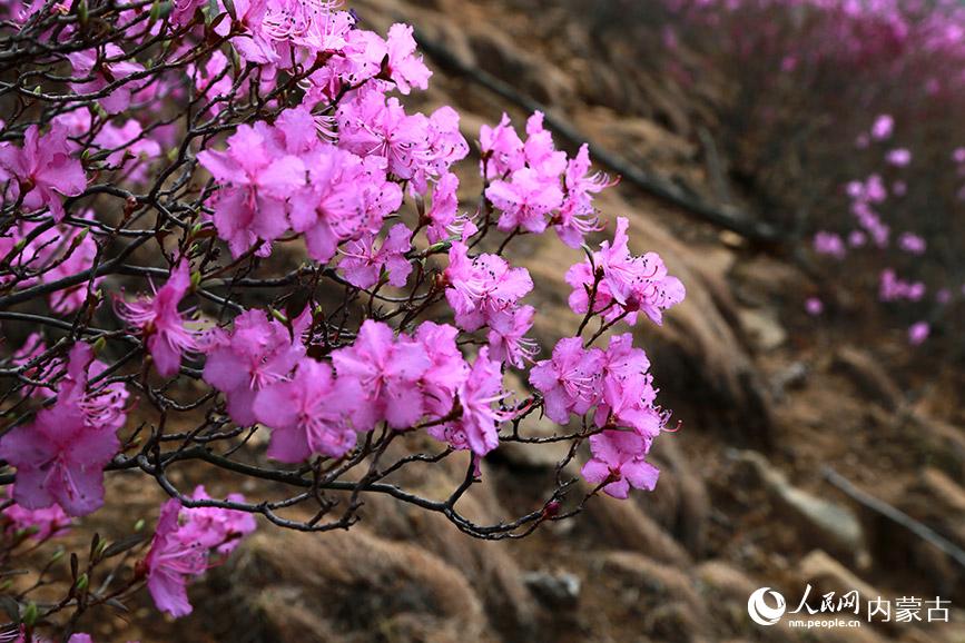 内蒙古呼伦贝尔市阿荣旗：杜鹃花开了