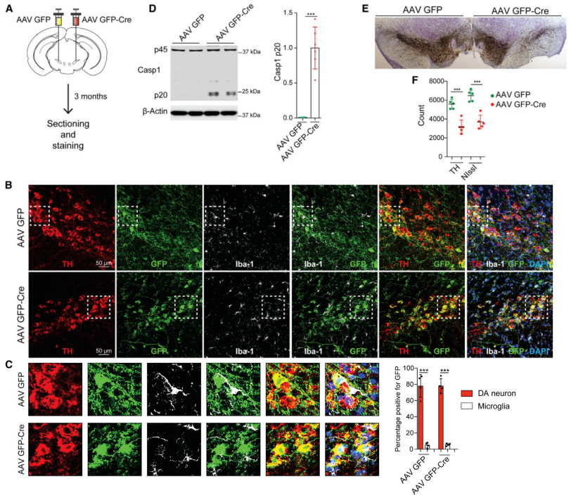 Neuron：神经元NLRP3是帕金森病中驱动神经退变的Parkin底物|神经元|小鼠|底物_新浪新闻