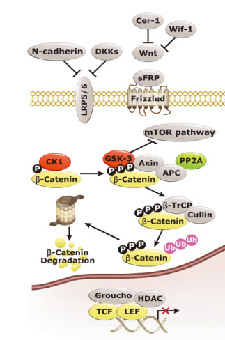 集萃药康APC-Min肠癌动物实验模型小鼠，助力肠道肿瘤研究！