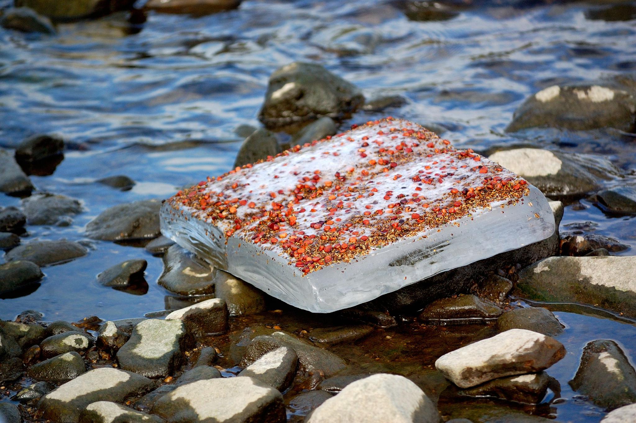 艺术家Basia Irland用河水制成冰书……__财经头条