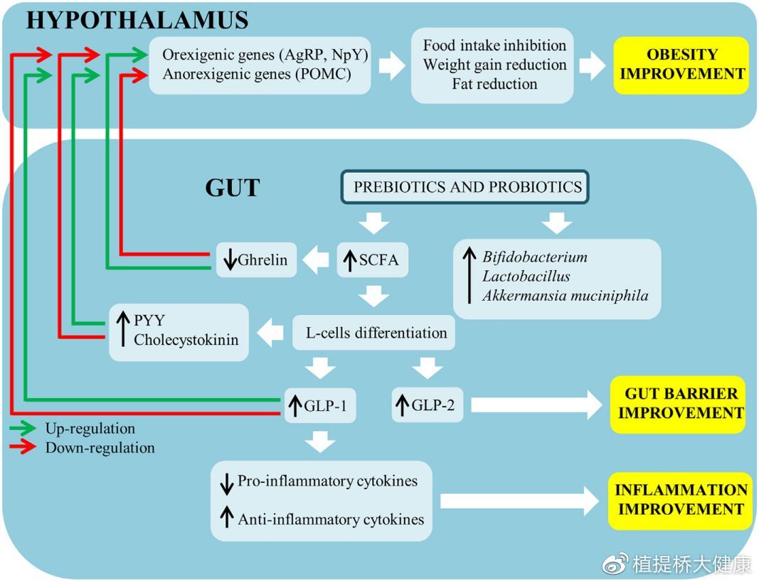 MetSyn 益生菌复合粉，轻体、轻糖__财经头条