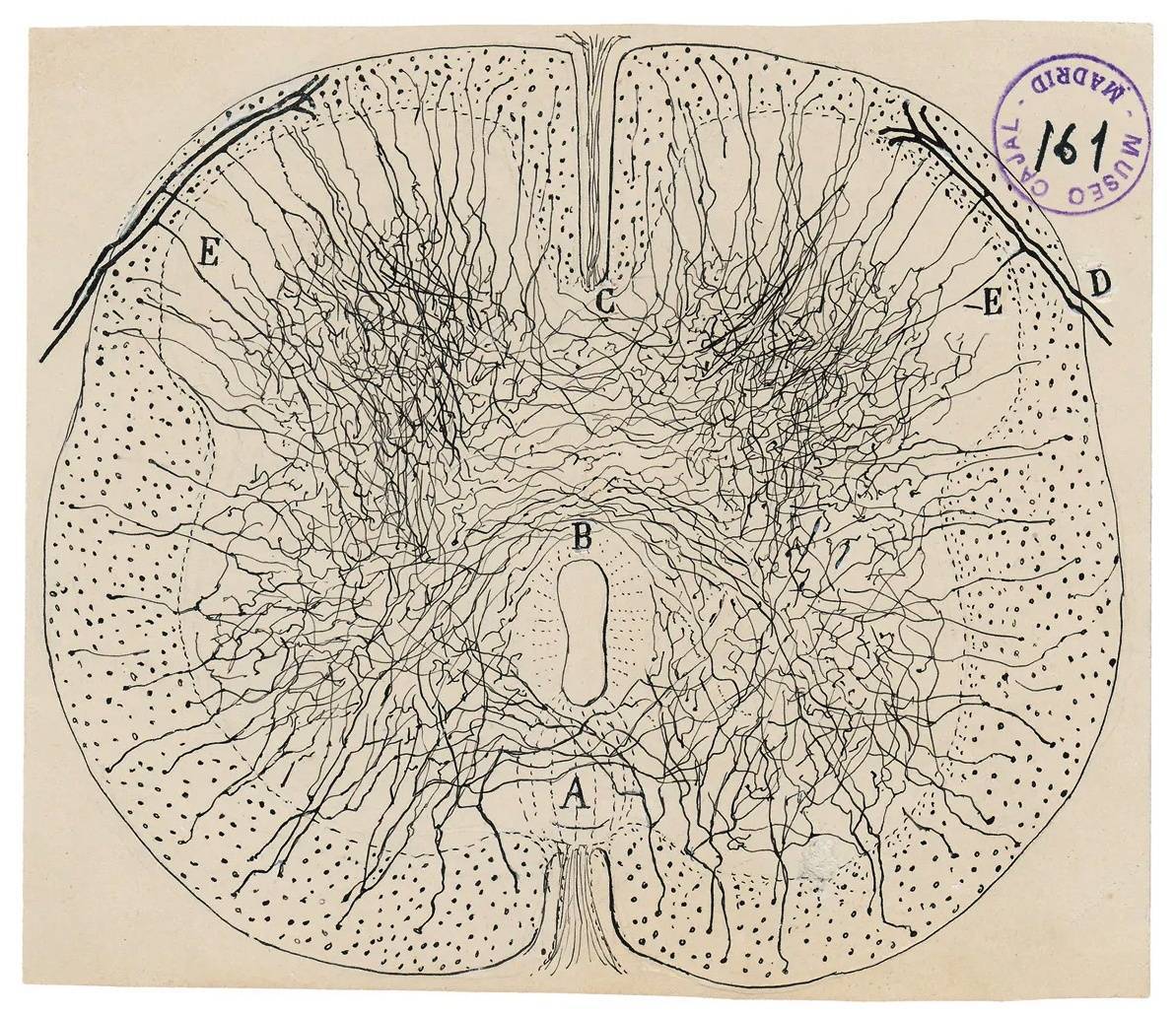 美丽的大脑 Santiago Ramón y Cajal (1852-1934)