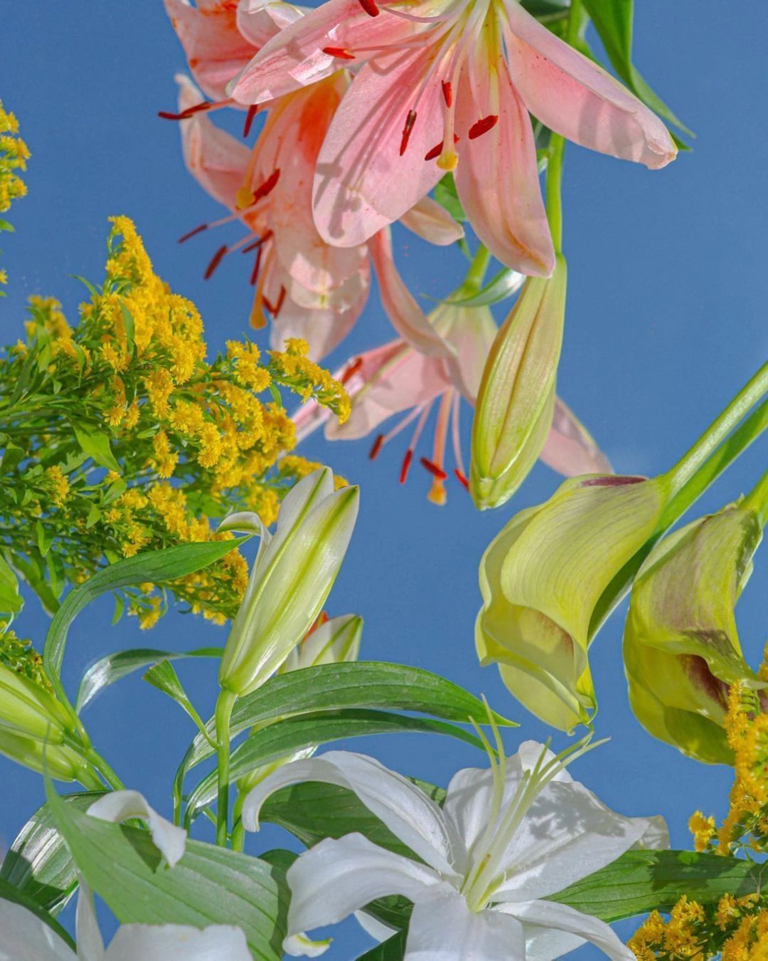 摄影师Joe Horner镜头下绚烂的鲜花__财经头条