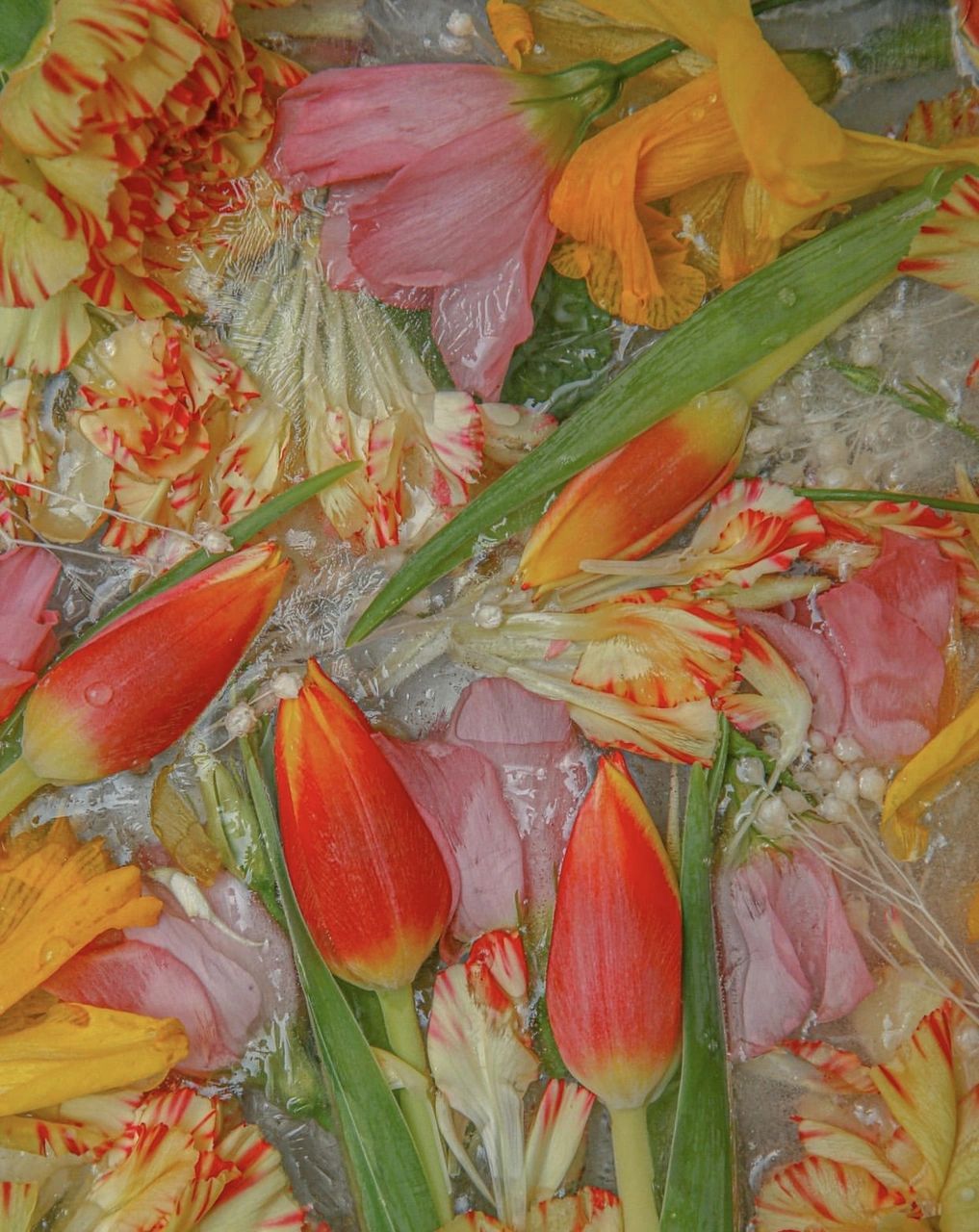 摄影师Joe Horner镜头下绚烂的鲜花__财经头条