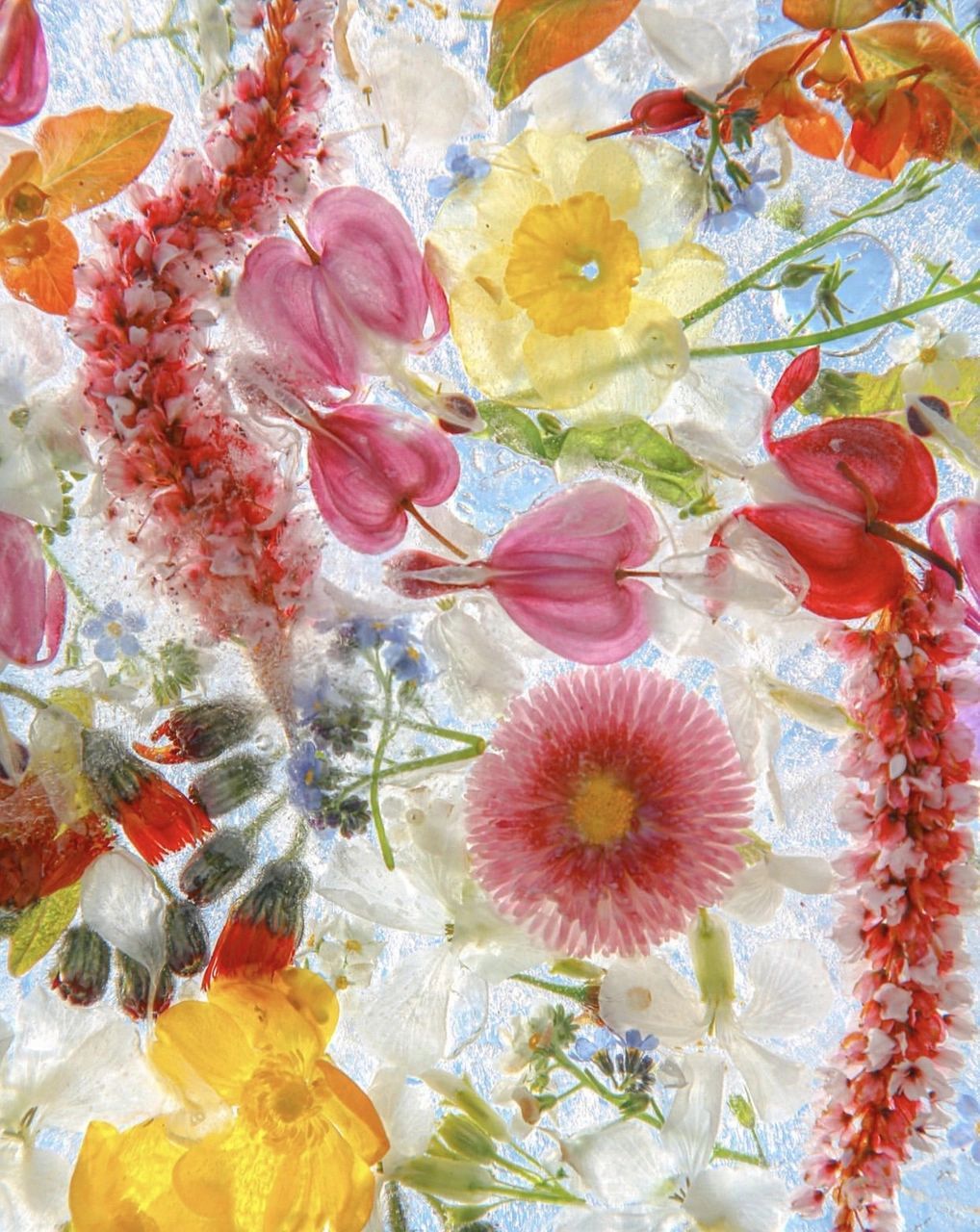 摄影师Joe Horner镜头下绚烂的鲜花__财经头条