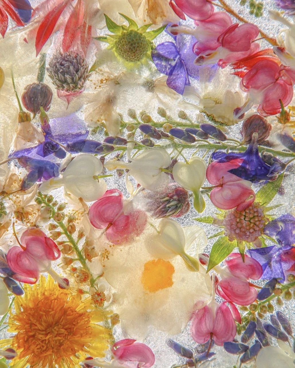 摄影师Joe Horner镜头下绚烂的鲜花__财经头条