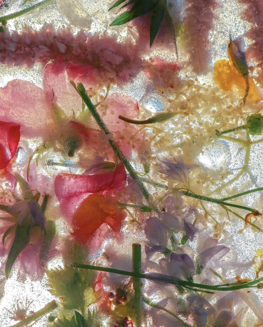 摄影师Joe Horner镜头下绚烂的鲜花__财经头条