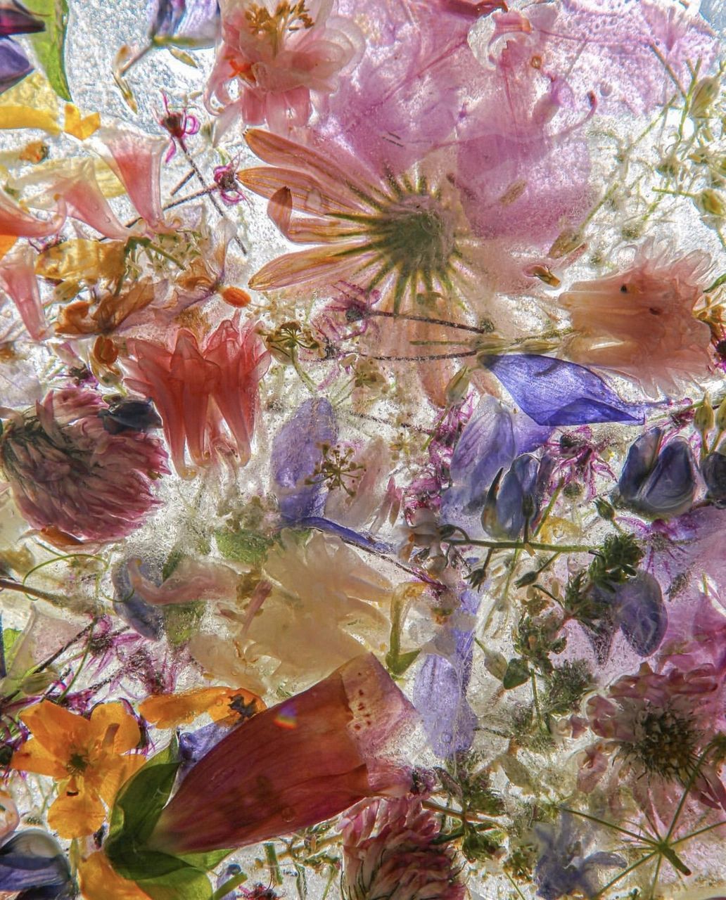 摄影师Joe Horner镜头下绚烂的鲜花__财经头条