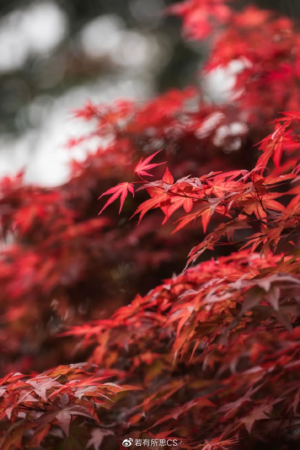 广东新丰县这个景区种满了枫树，虽然是春天但枫叶红了漫山遍野