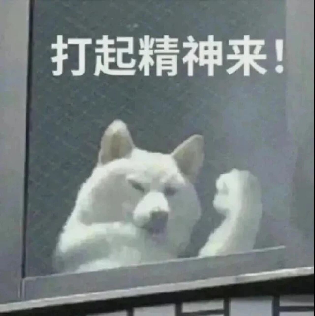 近期使用频率很高的聊天表情包财经头条