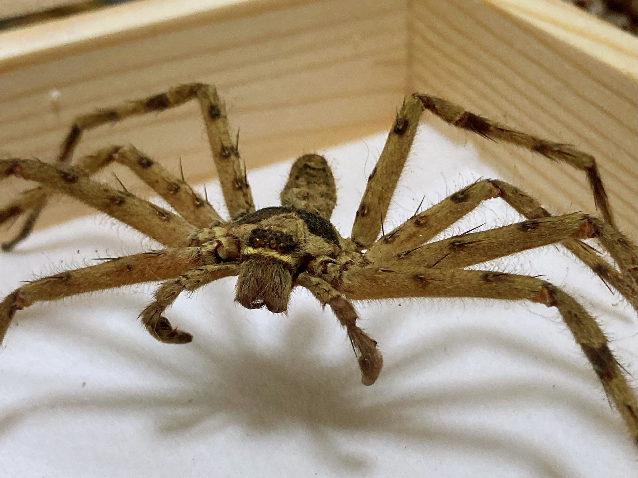 白额高脚蛛|高脚_新浪新闻