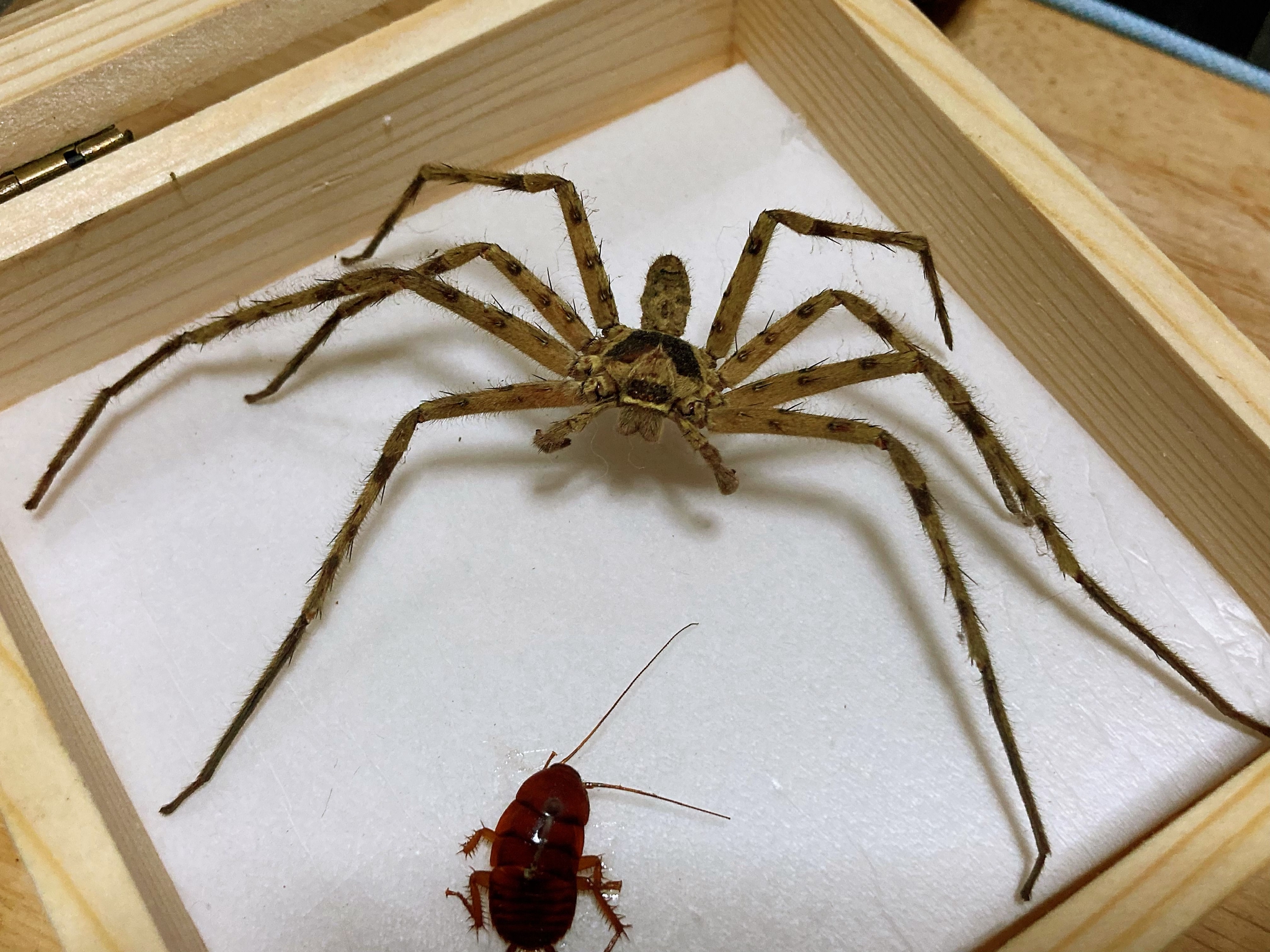 白额高脚蛛|高脚_新浪新闻