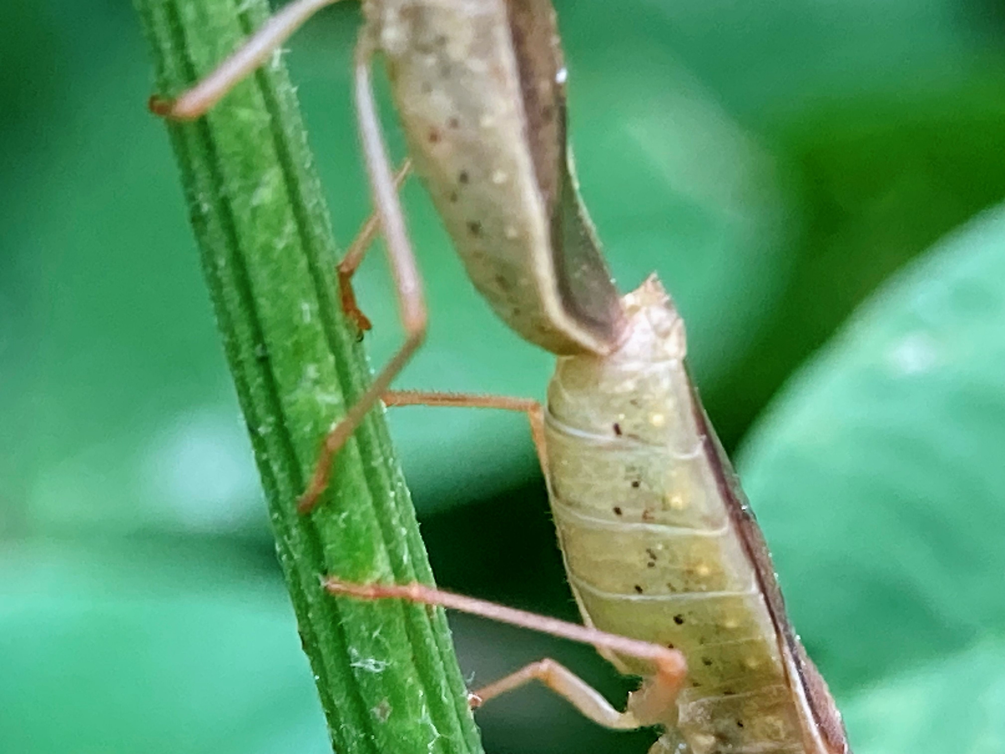 稻棘缘蝽Cletus punctiger__财经头条