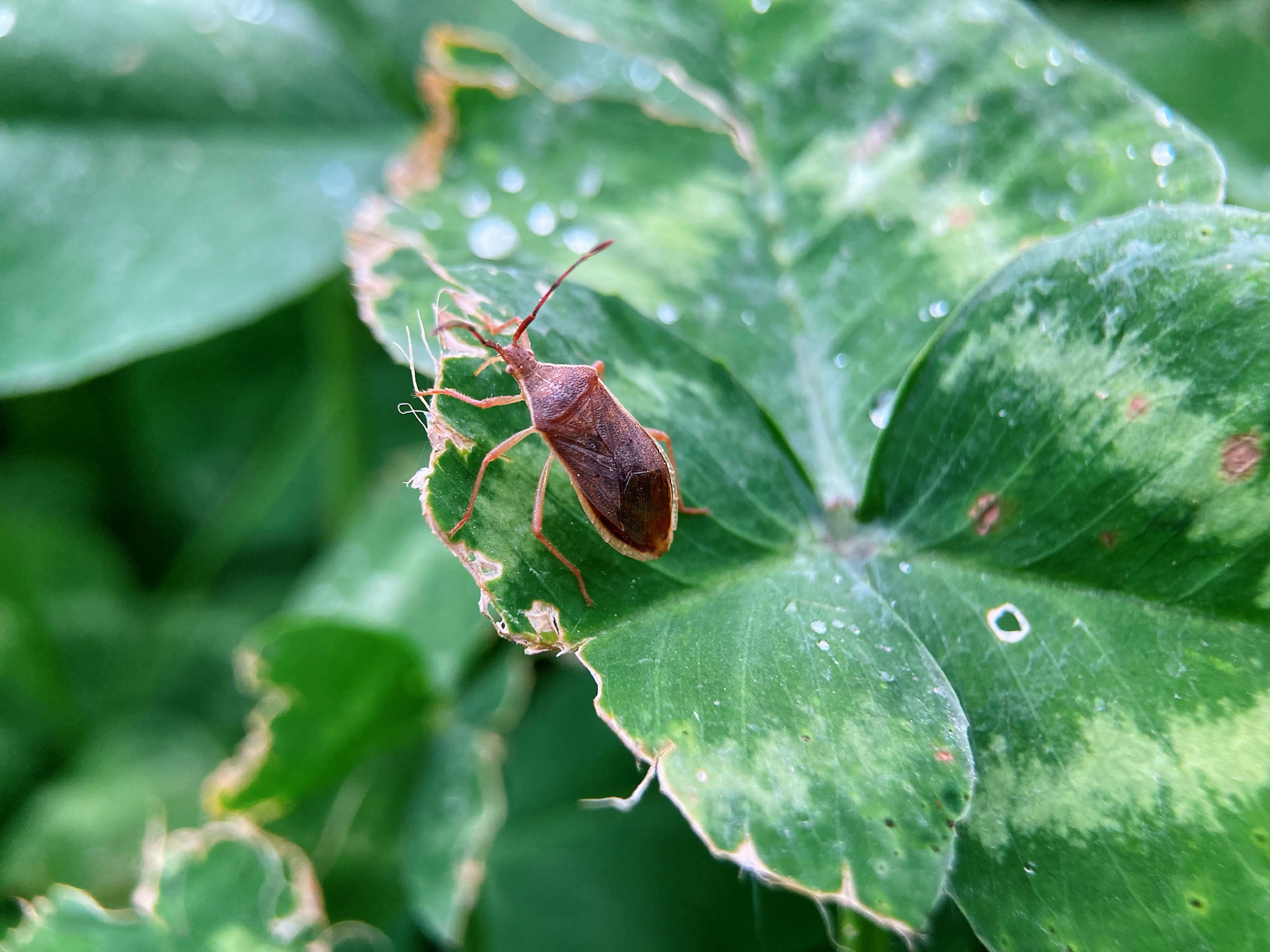 稻棘缘蝽Cletus punctiger__财经头条
