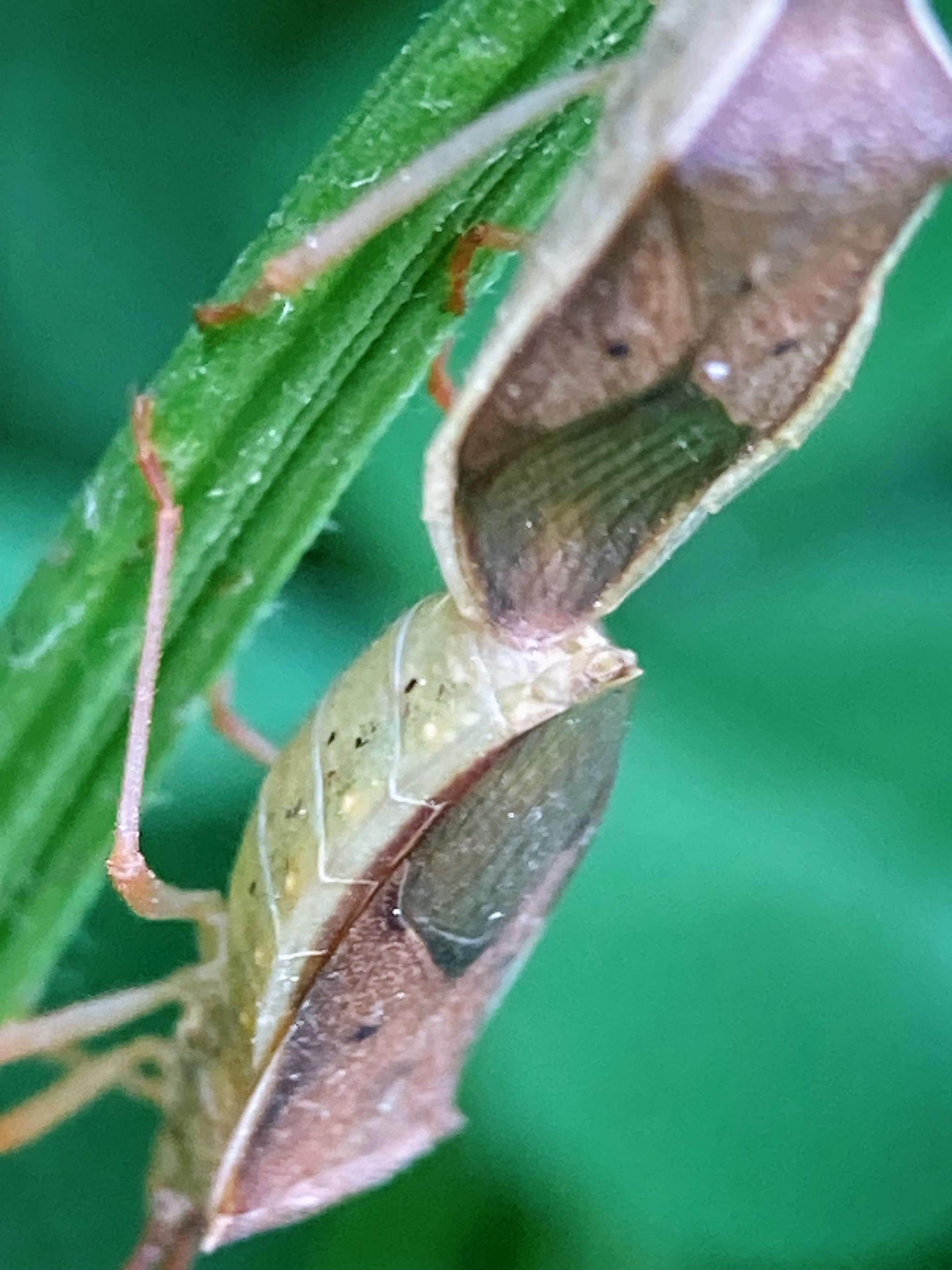 稻棘缘蝽Cletus punctiger__财经头条