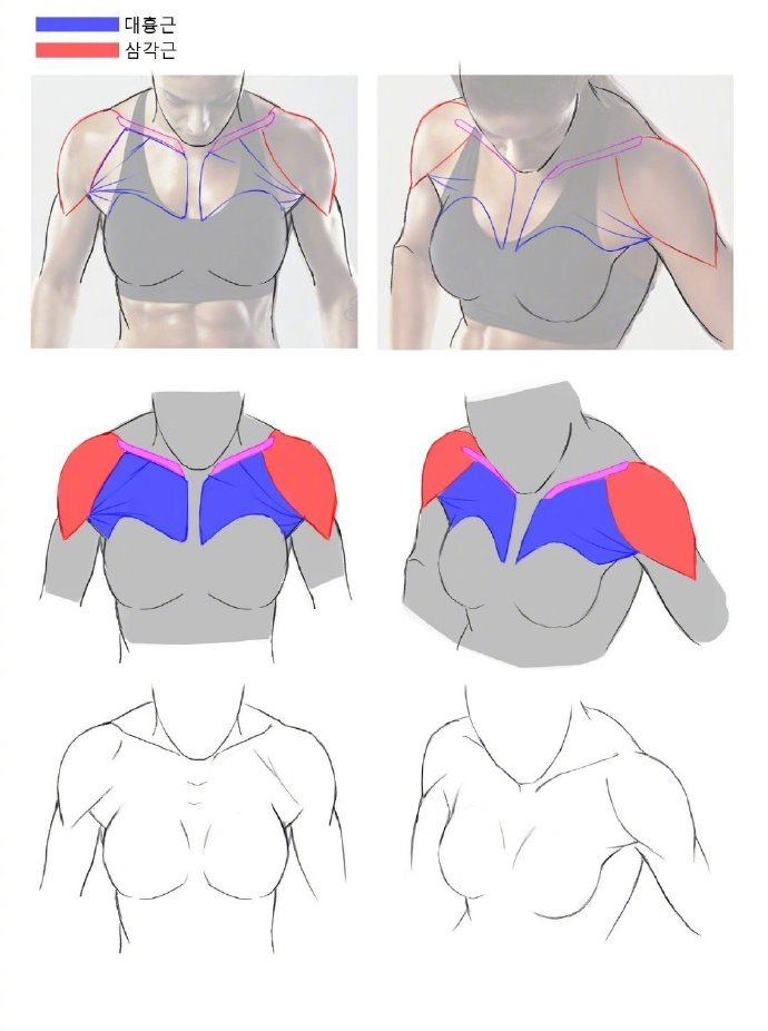 肩颈关系绘画素材参考！自己拿去练习吧，转需！ twi:DF_drawing