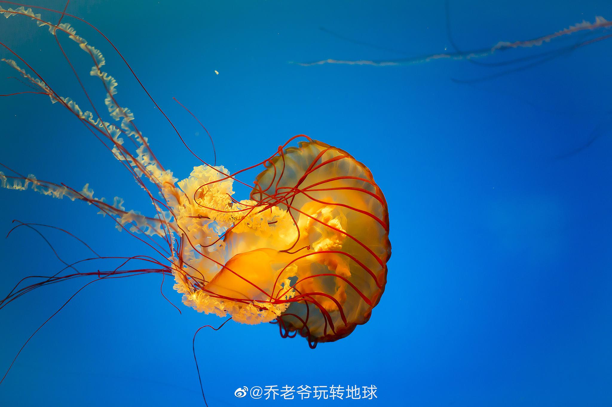 水母（英文名称：Jelly Fish），是水生环境中重要的浮游生物……