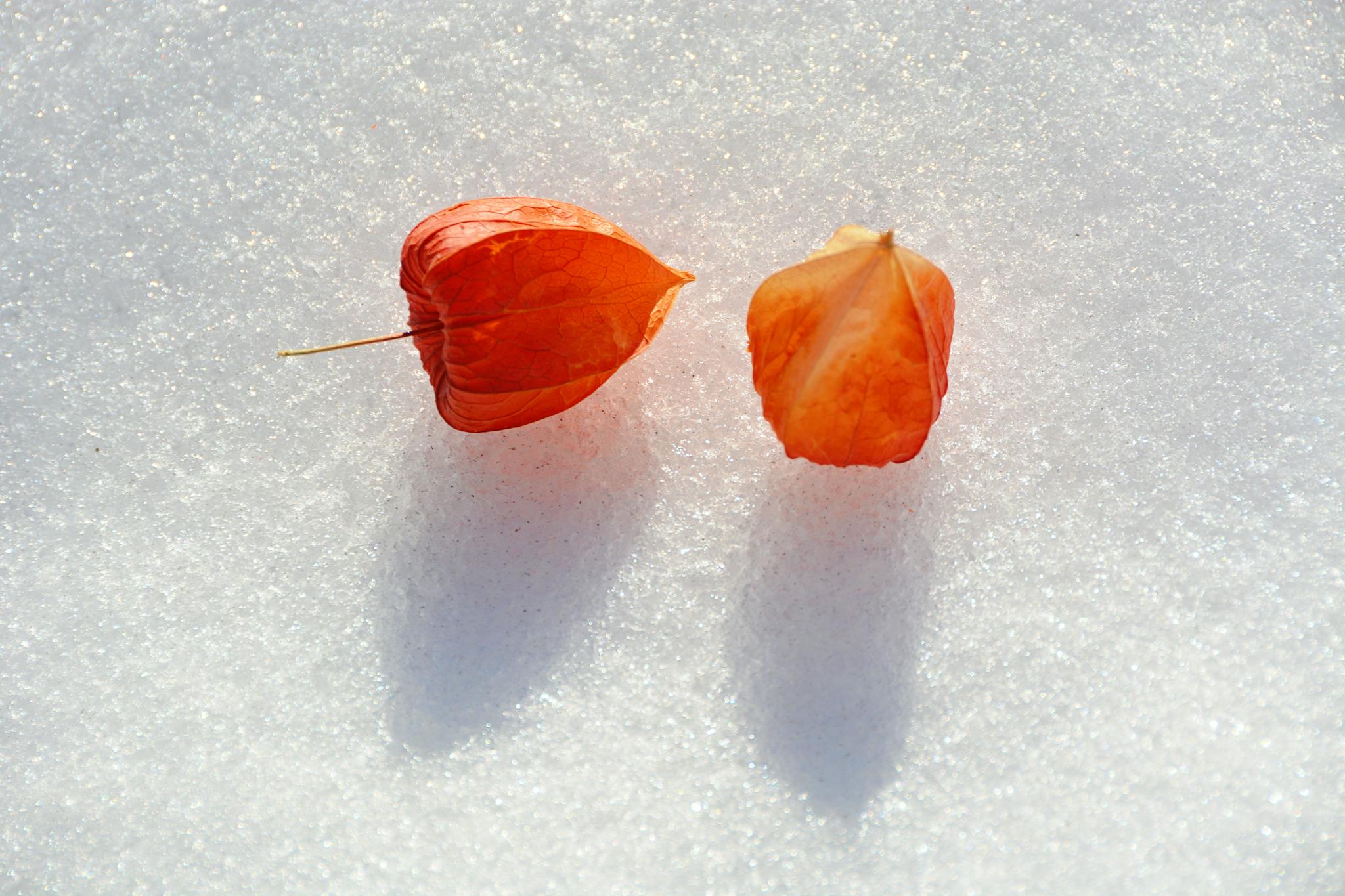 雪地上的酸浆果，原创拍摄