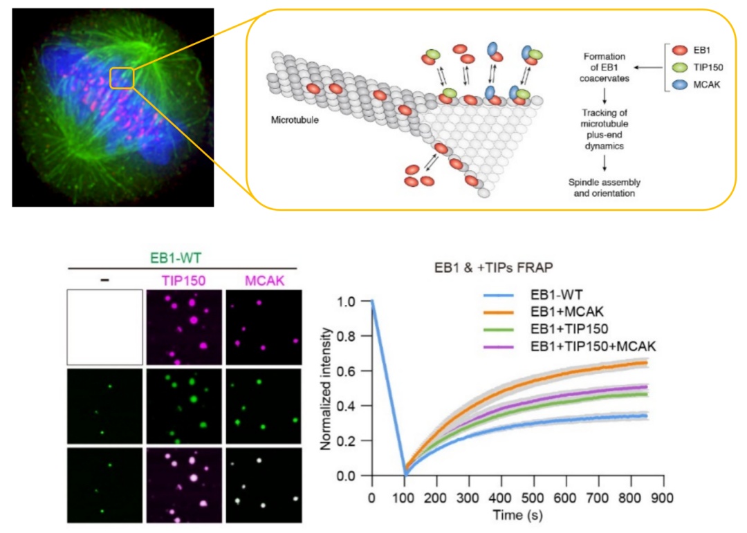 中国科大细胞动力学实验室有重大发现