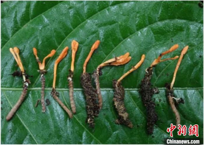 浙江衢州开化发现虫草全球新物种|真菌|江源|威尔_新浪新闻