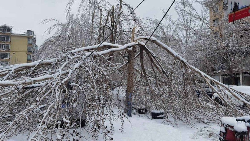 冻雨风雪中，哈尔滨杨柳为何“不堪重负” ？|哈尔滨市|台风_新浪新闻