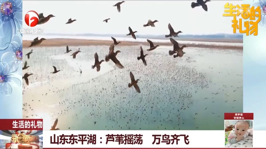 山东东平湖：芦苇摇荡万鸟齐飞，来看镜头下的壮观景象|山东|东平湖|齐飞_新浪新闻
