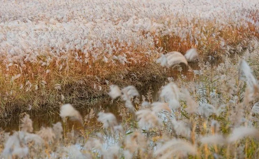初冬芦苇浩荡 湖州冬日限定美景你打卡了吗|仙山湖|芦苇|太湖_新浪新闻
