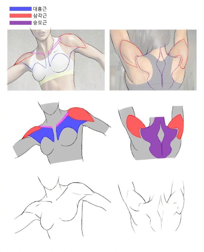 肩颈关系绘画素材参考！自己拿去练习吧，转需！ twi:DF_drawing