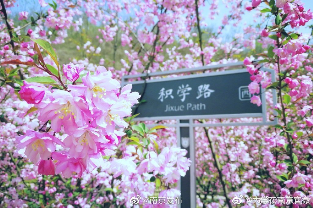 仙林校区的路牌，每一条路都很“南大 ”…… cr@南京发布__财经头条