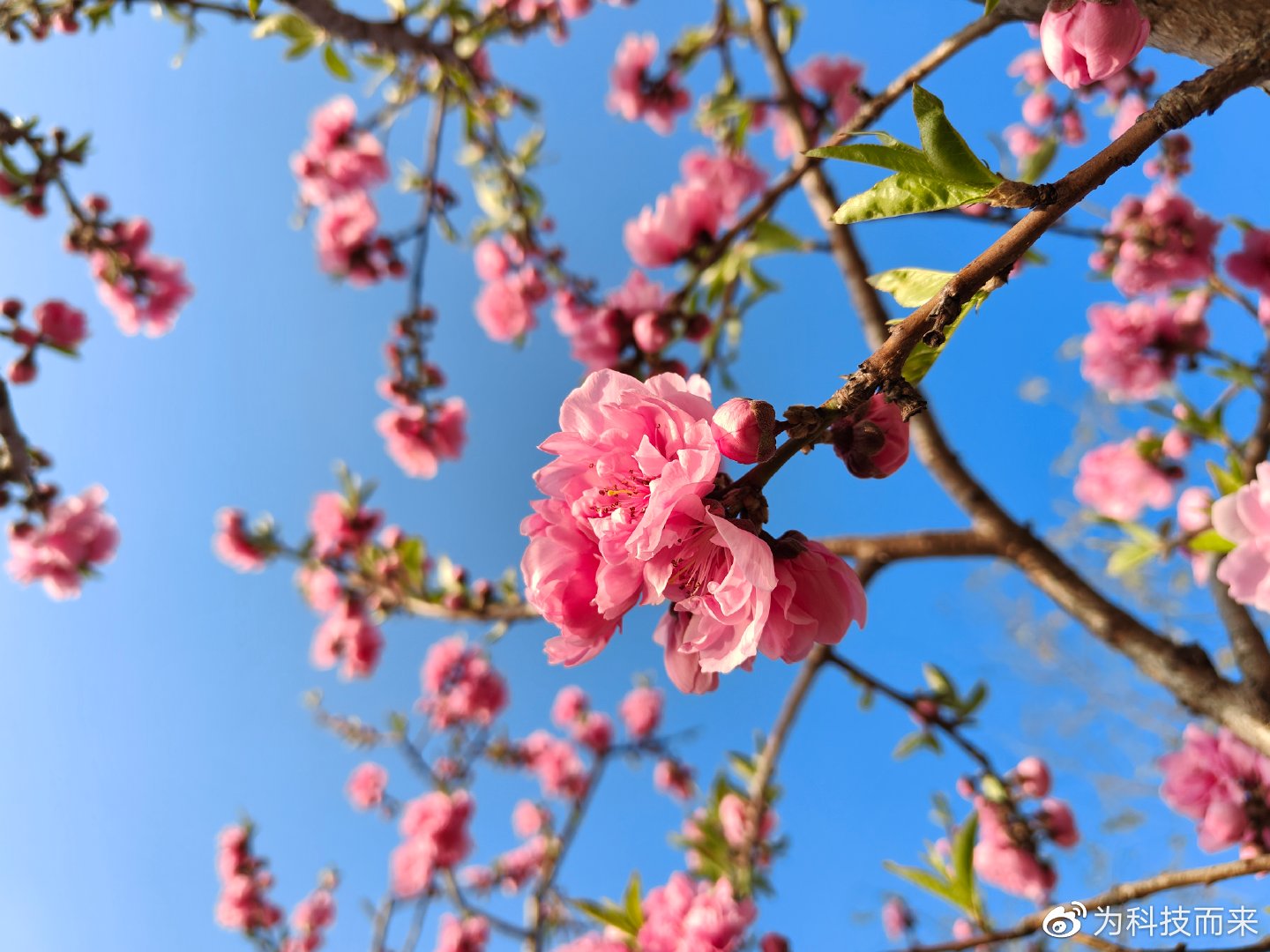 邂逅春日遇见你，一加Ace2拍照体验__财经头条