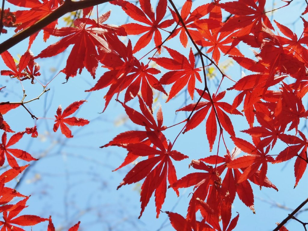 冬日烈火 绽放在寒风中的红枫|红枫|烈火|寒风_新浪新闻