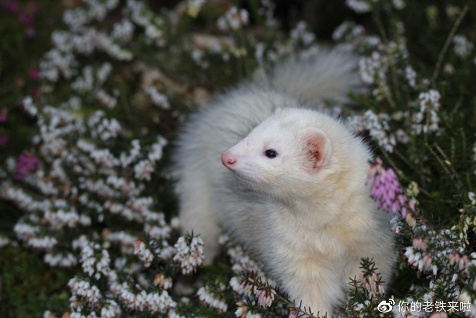 一年能抓3500只老鼠，森林小恶魔——伶鼬！