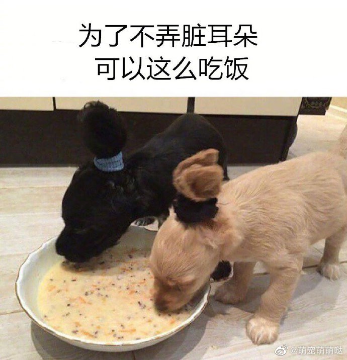 涨姿势！来自专（sha）业（diao）养狗人士的小贴士……__财经头条