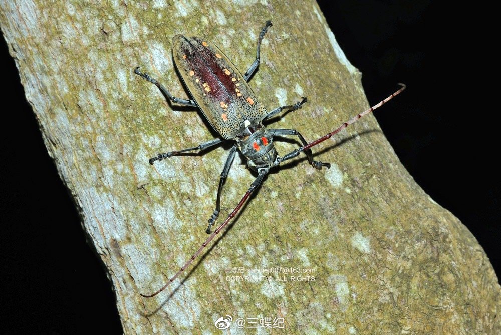 橙斑白条天牛在树皮下产卵，等它产完把树皮掀开来看看……