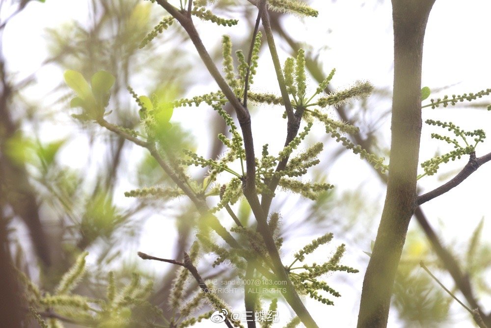 榄仁和小叶榄仁的花__财经头条