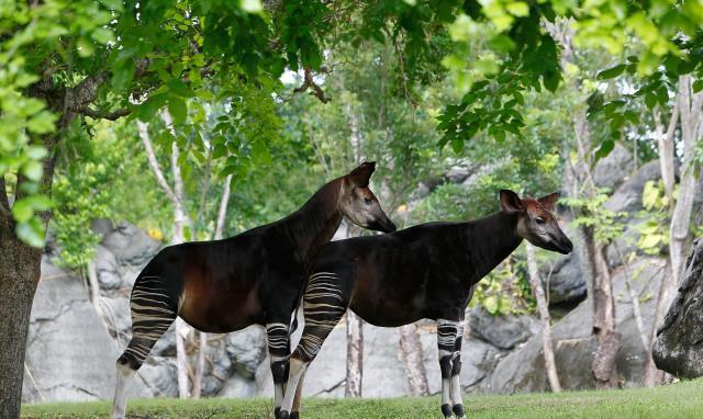 世界最神秘动物——霍加皮，源于神话却又真实存在的动物