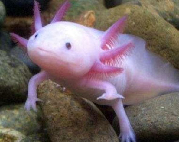 娃娃鱼粉色,娃娃鱼小时候 - 伤感说说吧