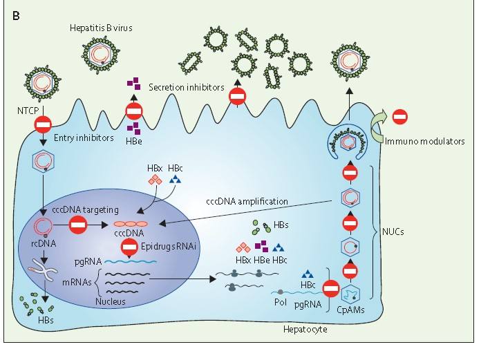 乙肝全球创新药EDP-514，新型核心抑制剂，顺利展开第一期临床|新冠肺炎_新浪新闻