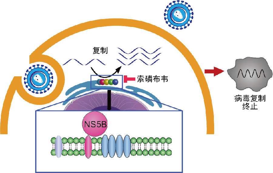 乙肝全球创新药EDP-514，新型核心抑制剂，顺利展开第一期临床|新冠肺炎_新浪新闻