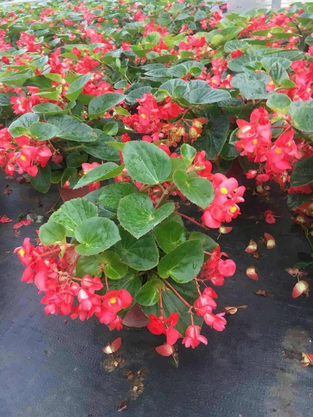 这花一年四季都能开花，名叫四季海棠，皮实好养越养越美