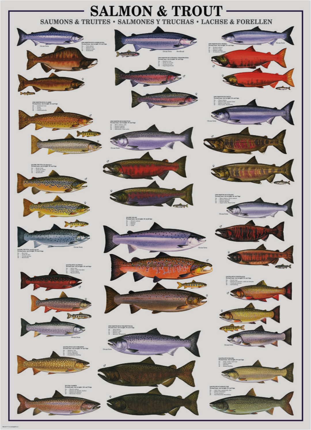 樊哥话生鲜：2019年中国三文鱼进口量达到10万吨！__财经头条
